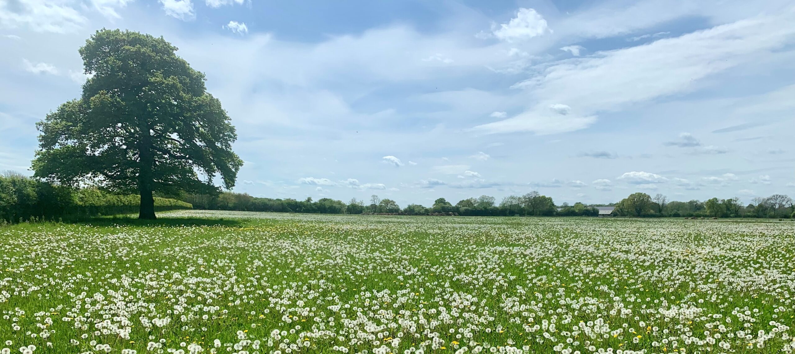 Dandelions! - Community Owned Land and Property Trust