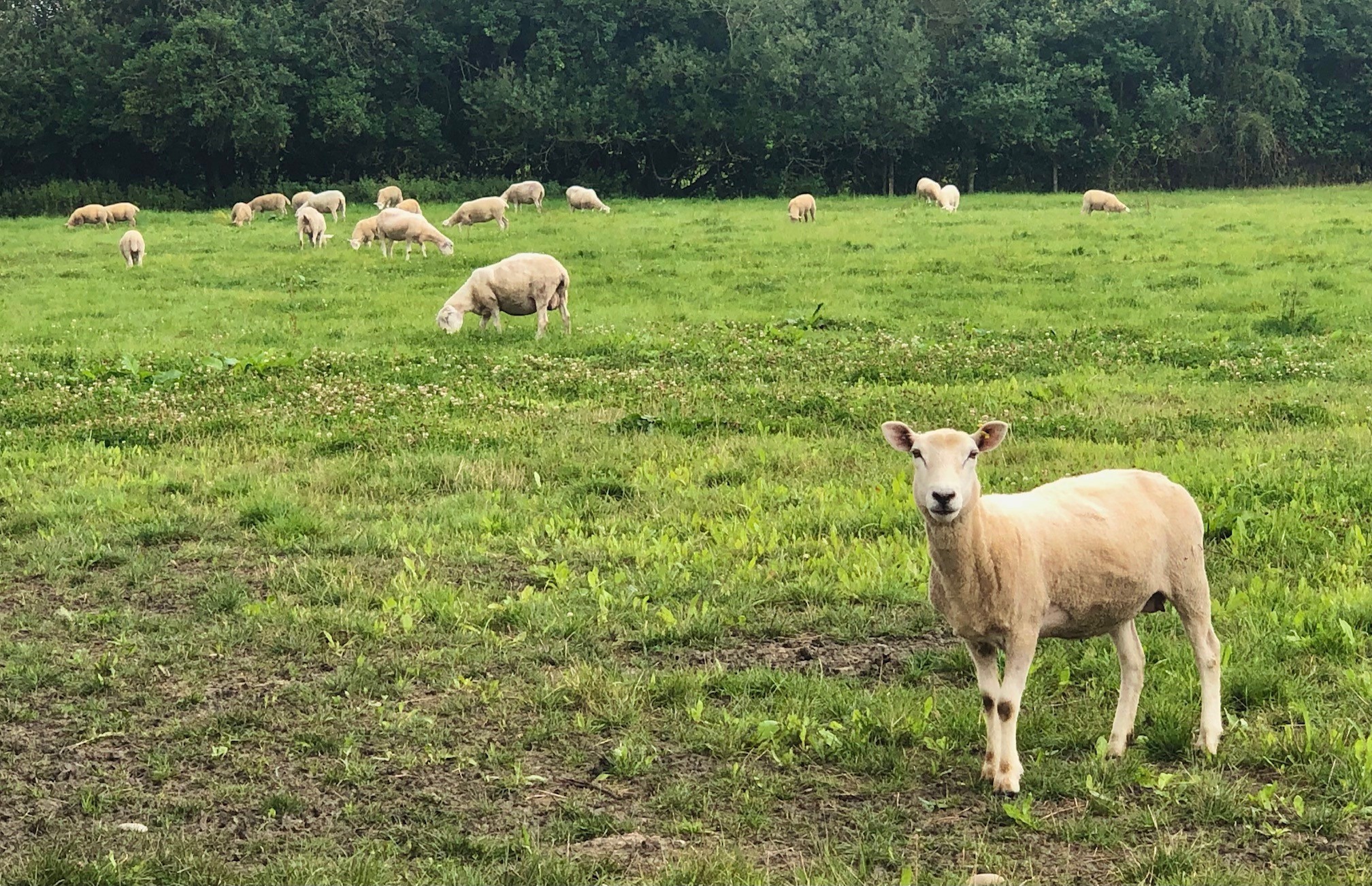 It’s all about the sheep! - Community Owned Land and Property Trust