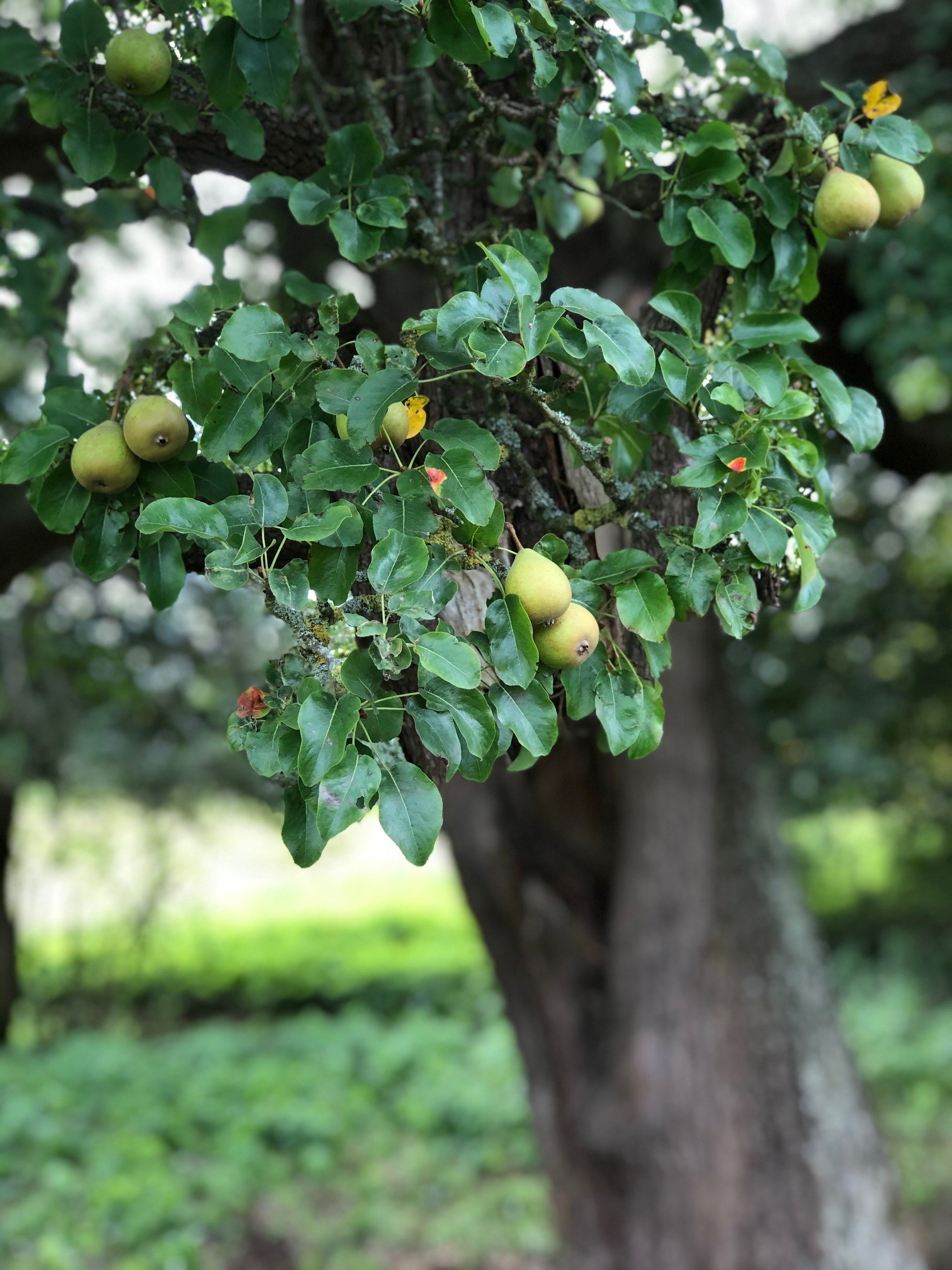 Trees! - Community Owned Land and Property Trust